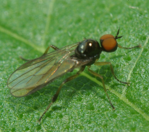 Diptera.info - Discussion Forum: Hybotidae male, Hungary, May