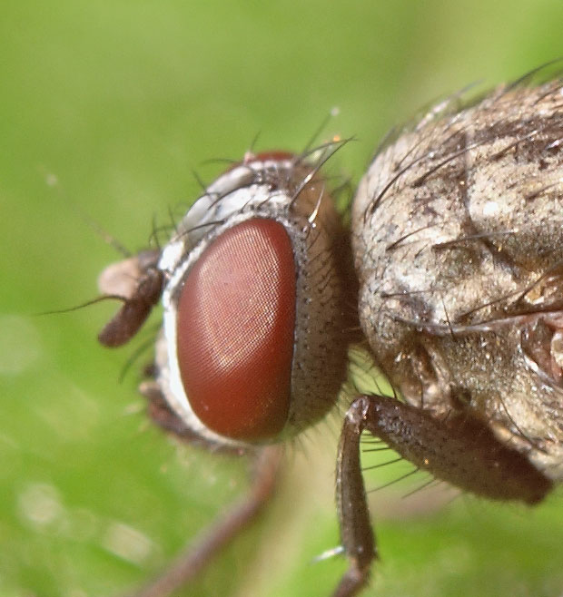 Diptera.info - Discussion Forum: Muscidae ID ->Hydrotaea cinerea