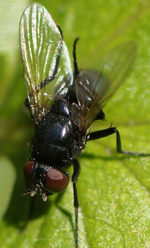 Diptera.info - Discussion Forum: Hydrotaea?