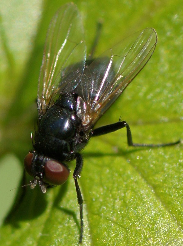 Diptera.info - Discussion Forum: Hydrotaea?