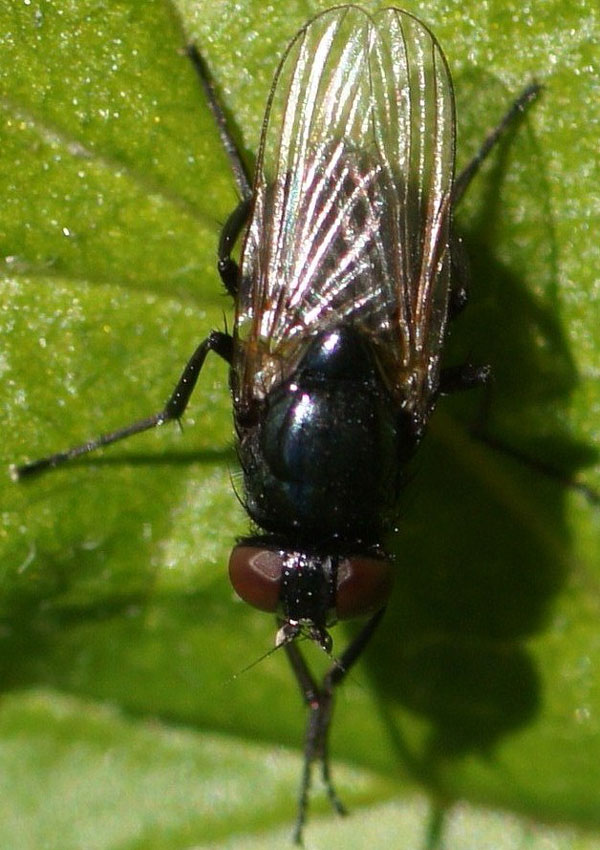 Diptera.info - Discussion Forum: Hydrotaea?