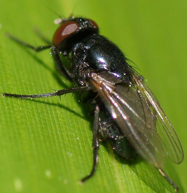 Diptera.info - Discussion Forum: Hydrotaea?