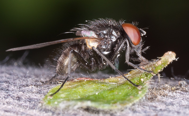 Diptera.info - Discussion Forum: Hydrotaea cf. meteorica