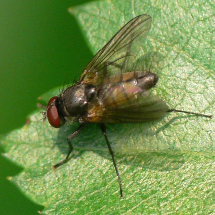 Diptera.info - Discussion Forum: Hydrotaea dentipes-group again? (21.05 ...