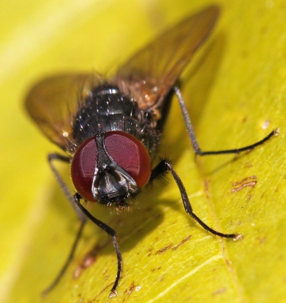 Diptera.info - Discussion Forum: Hydrotaea cyrtoneurina male? > Yes, by ...