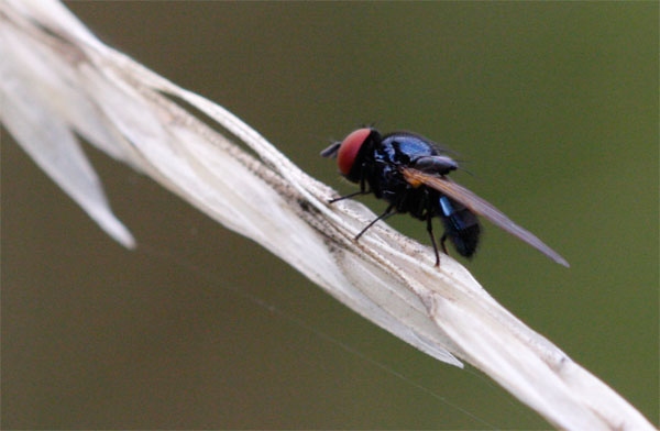 Diptera.info - Discussion Forum: Lonchaeidae ID