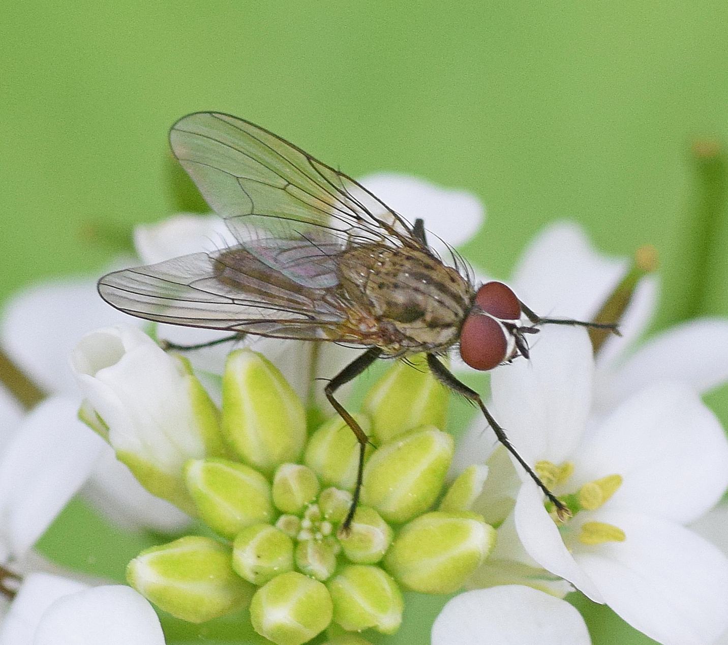 Diptera.info - Discussion Forum: Hylemya variata?