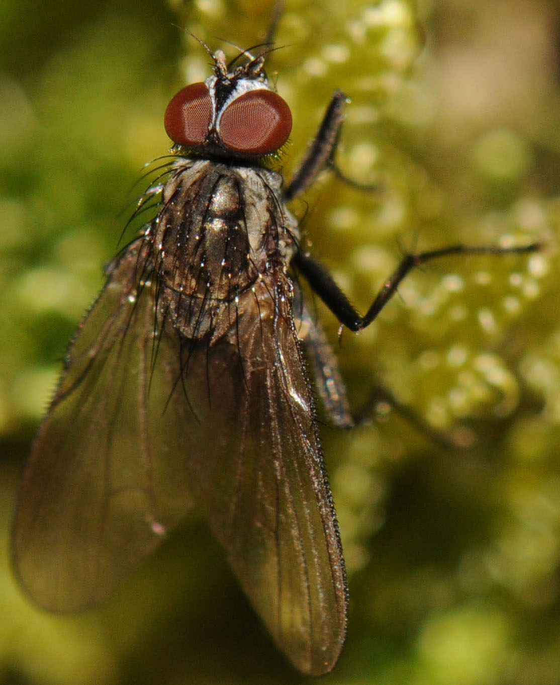 Diptera.info - Discussion Forum: [Hylemya variata m] Anthomyiidae ...
