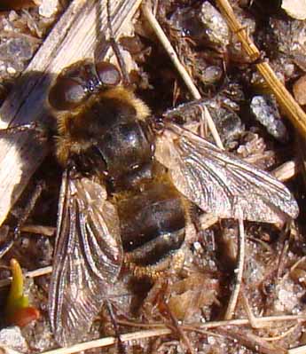 Diptera.info - Discussion Forum: Hypoderma diana query PHOTO!