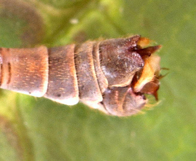 Diptera.info - Discussion Forum: Tipulidae ID ->Tipula irrorata