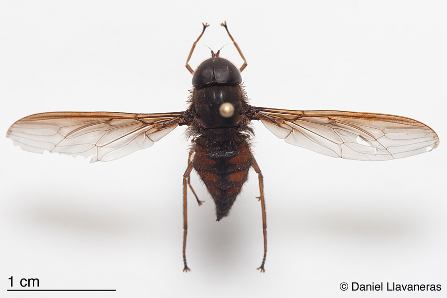 Diptera.info - Discussion Forum: Nemestrinidae - Hyrmophlaeba sp.