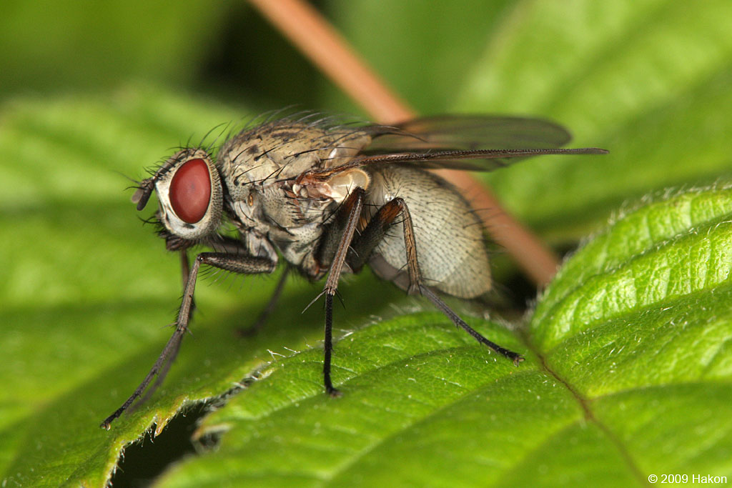 Diptera.info - Discussion Forum: Helina reversio (ID Nikita)