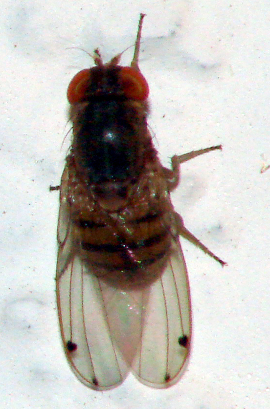 Diptera.info - Discussion Forum: Unknown diptera -> Gitona distigma