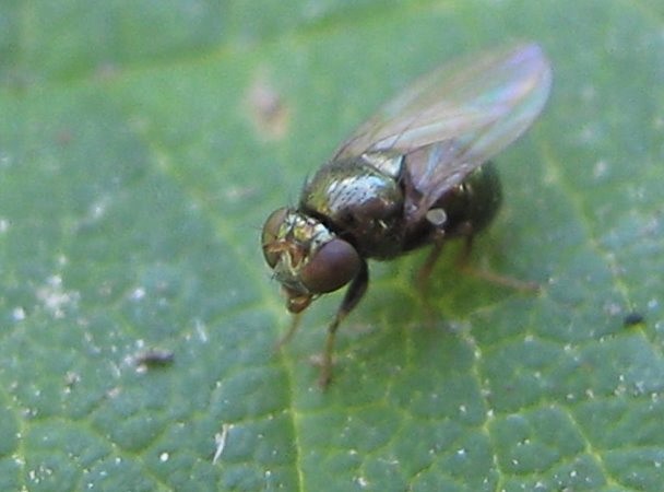 Diptera.info - Discussion Forum: Psilopa spec. - Ephydridae USA 2