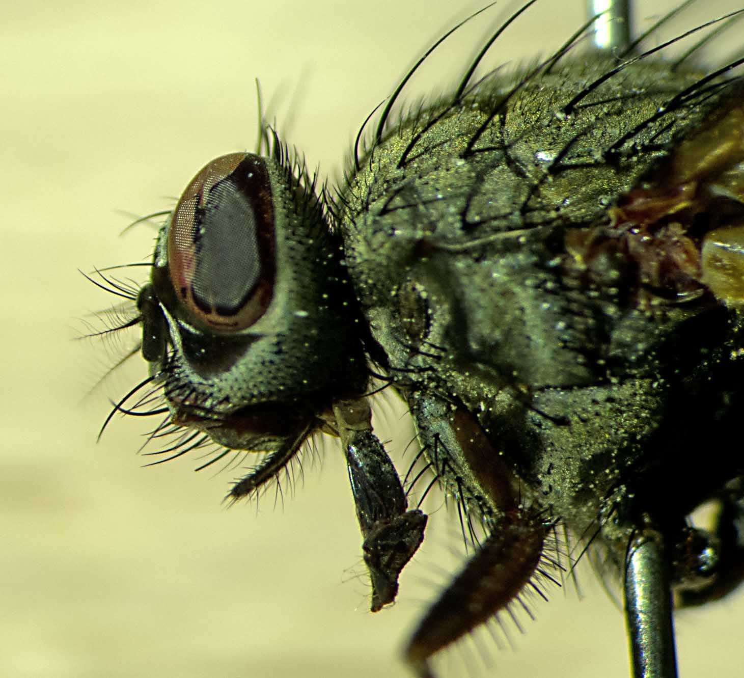 Diptera.info - Discussion Forum: Potamia/ Drymeia