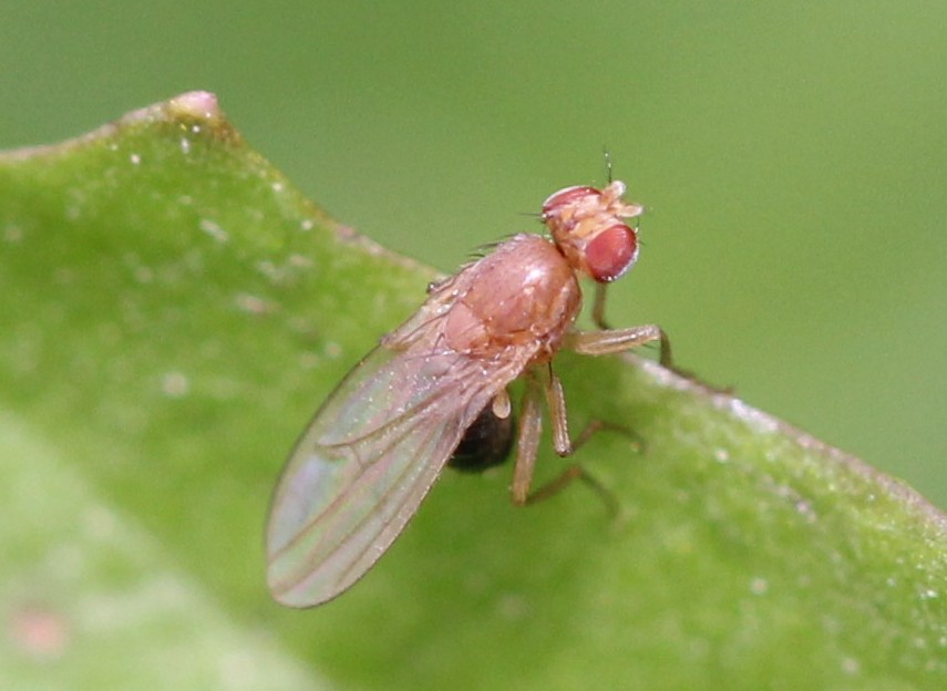 Diptera.info - Discussion Forum: Scaptomyza sp.?