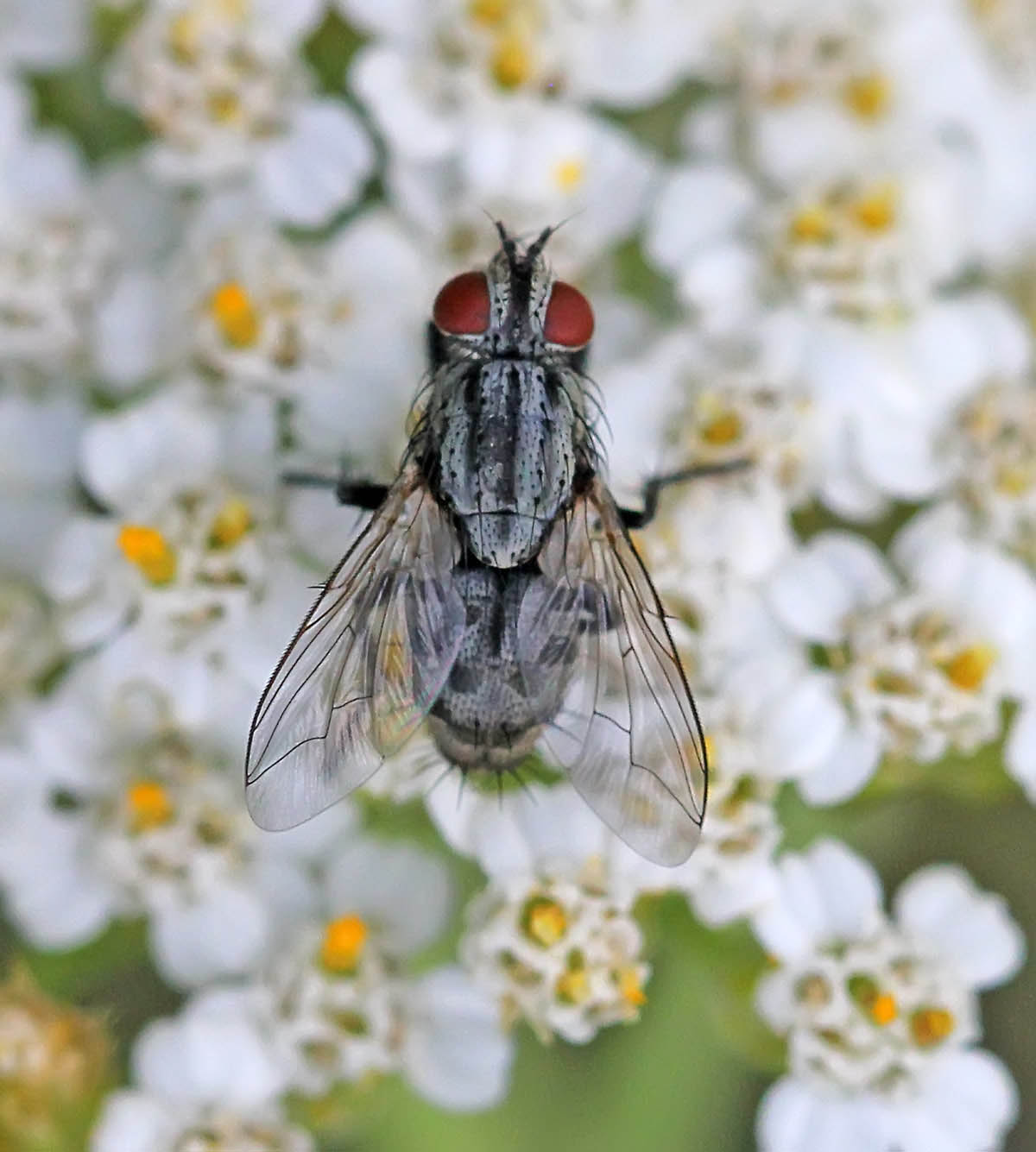 Diptera.info - Discussion Forum: it is possible to identify the fly?