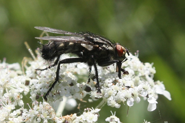 Diptera.info - Discussion Forum: Exorista rustica?