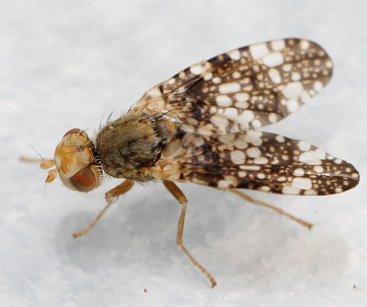 Diptera.info - Discussion Forum: Oxyna parietina ? Tephritidae