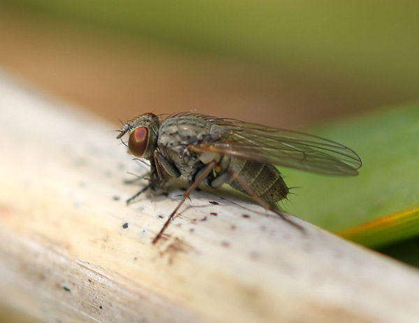 Diptera.info - Discussion Forum: ID fly, Please -> Lispe pygmaea