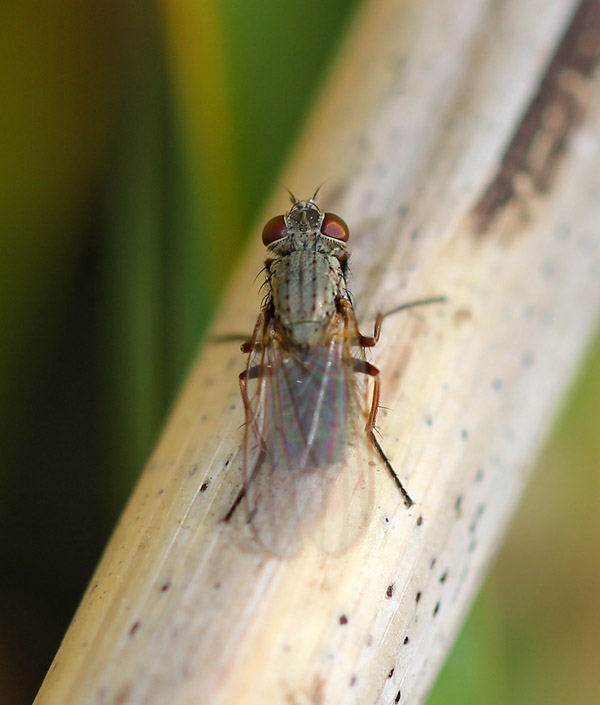 Diptera.info - Discussion Forum: ID fly, Please -> Lispe pygmaea