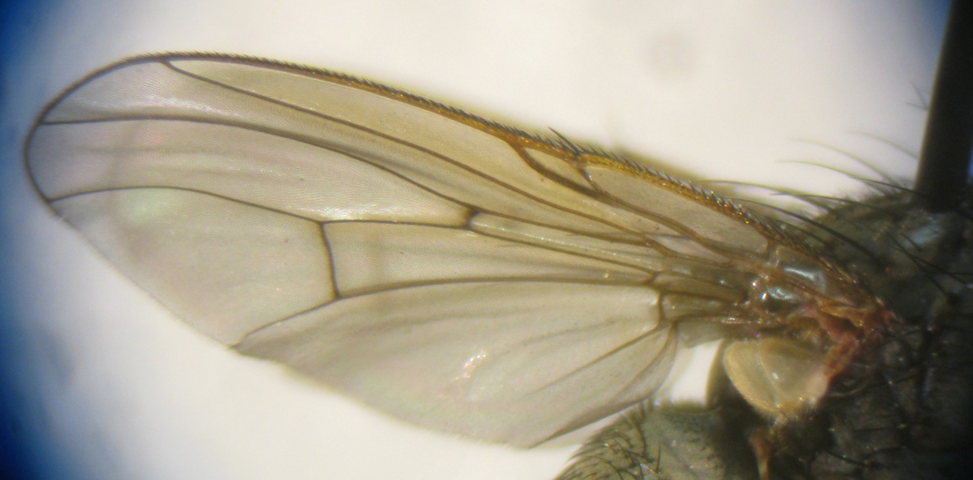 Diptera.info - Discussion Forum: Helina sp. 20 April 2019 SW Sweden ...