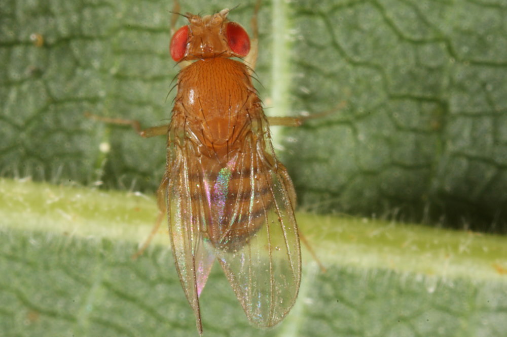 Diptera.info - Discussion Forum: Drosophila spec.?