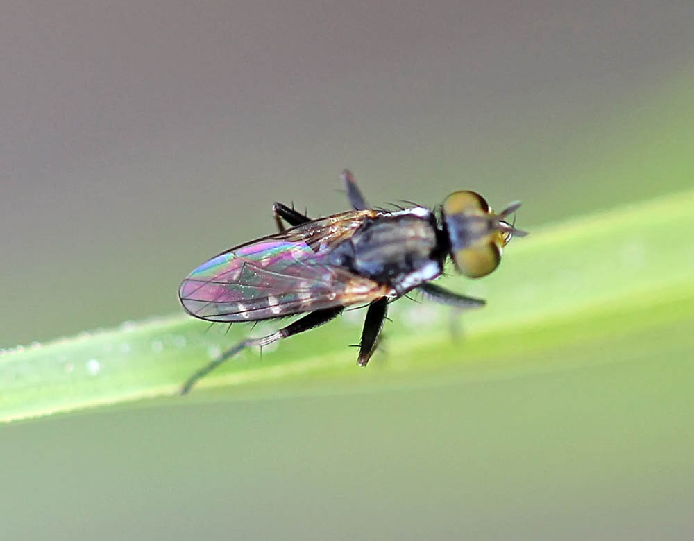 Diptera.info - Discussion Forum: Lispe septentrionalis? => Lispe melaleuca