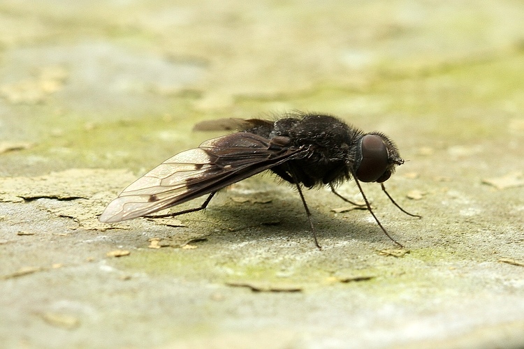 Diptera.info - Discussion Forum: Bee fly from Hong Kong: Anthrax aygulus?