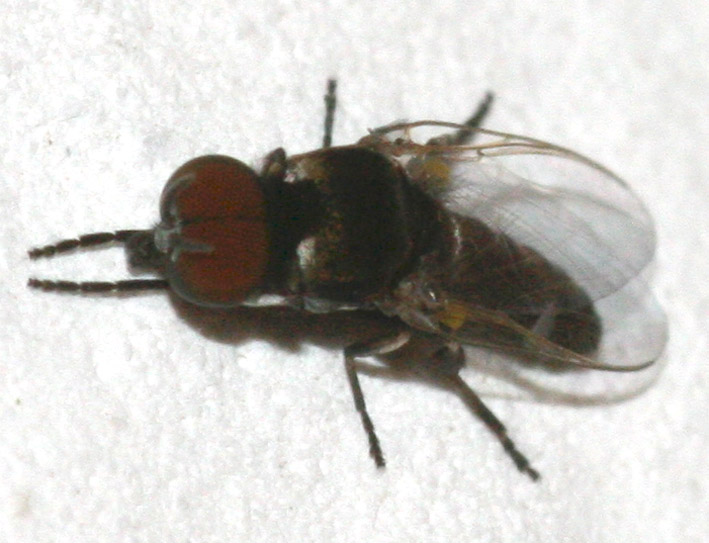 Diptera.info - Discussion Forum: Simuliidae male and female?