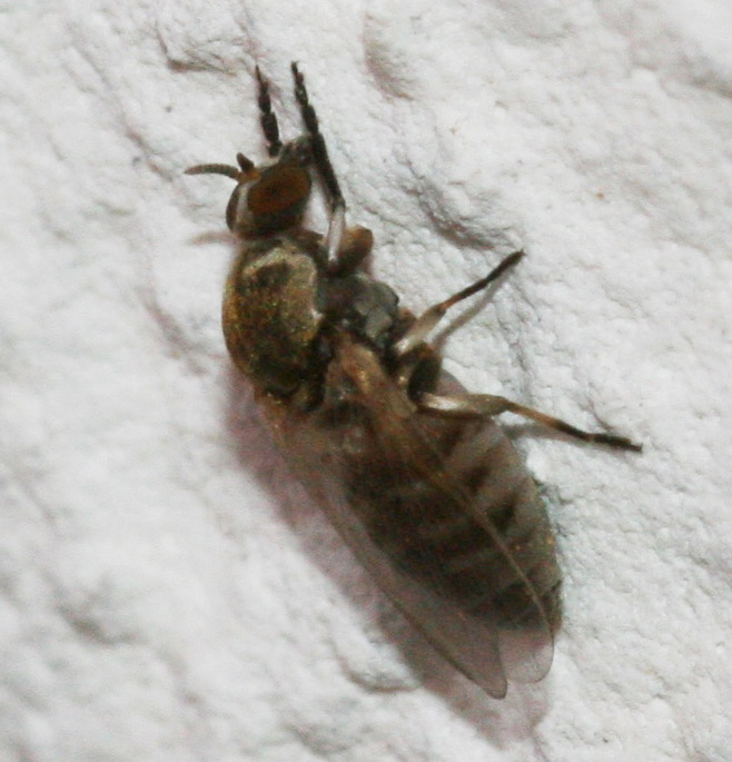 Diptera.info - Discussion Forum: Simuliidae male and female?