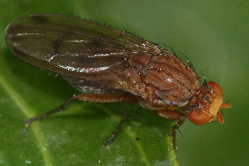Diptera.info - Discussion Forum: Light brown fly?