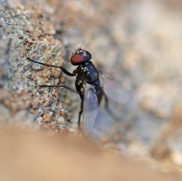 Diptera.info - Discussion Forum: Lonchaeidae? - Hydrotaea sf. capensis