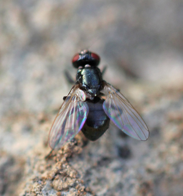 Diptera.info - Discussion Forum: Lonchaeidae? - Hydrotaea sf. capensis