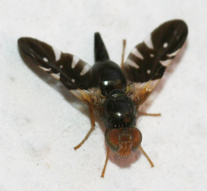 Diptera.info - Discussion Forum: Aciura coryli (female)?