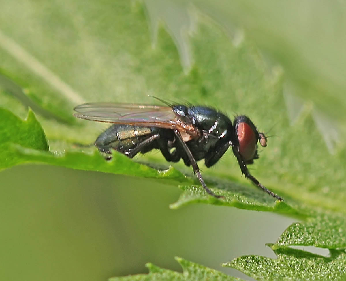 Diptera.info - Discussion Forum: what kind of a fly? => Hydrotaea capensis