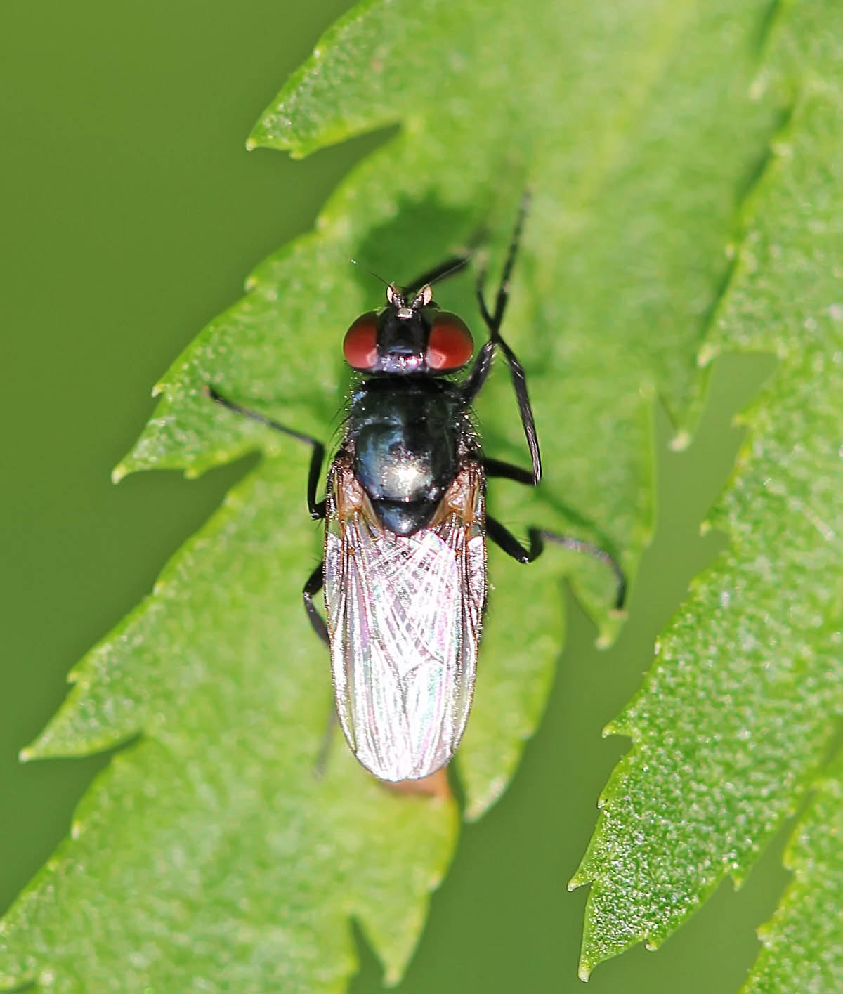 Diptera.info - Discussion Forum: what kind of a fly? => Hydrotaea capensis