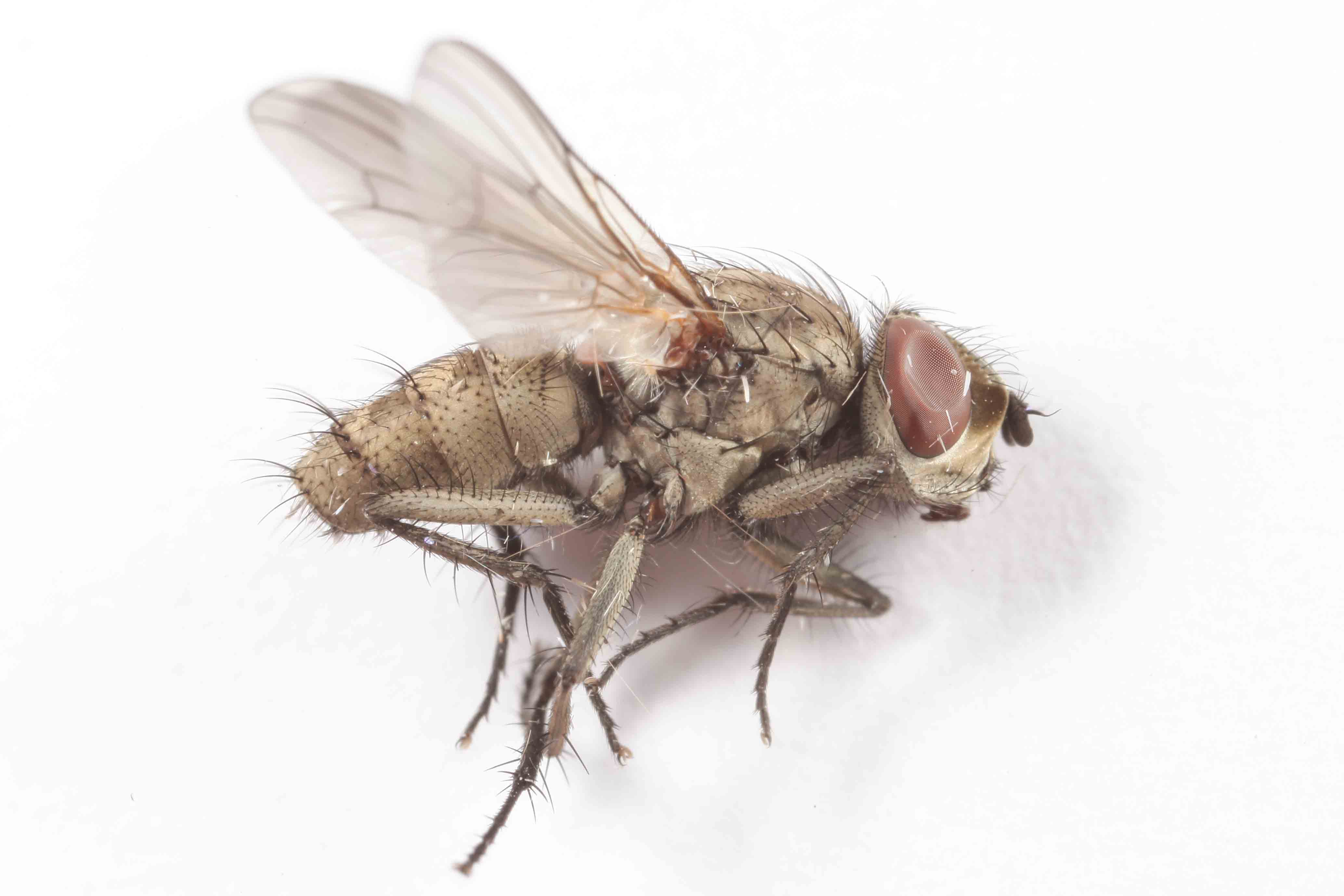 Diptera.info - Discussion Forum: Fly ID - Netherlands