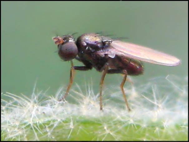 Diptera.info - Discussion Forum: Psilopa spec. - Ephydridae USA 1