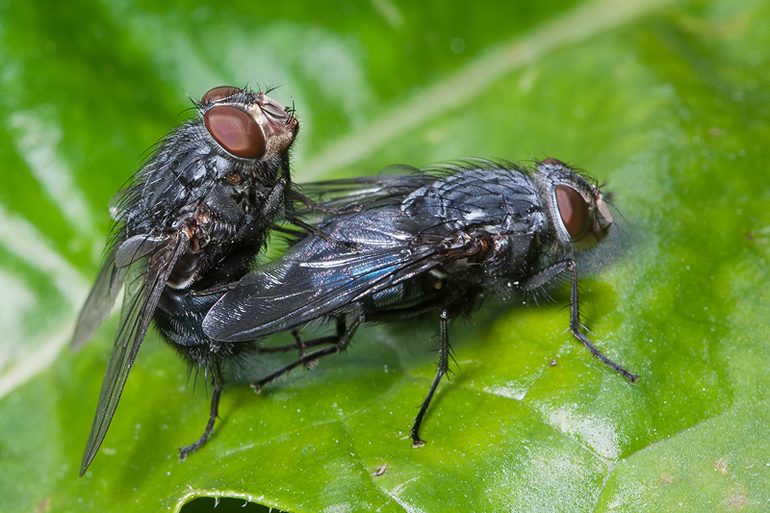 Diptera.info - Discussion Forum: Sarcophaga sp.