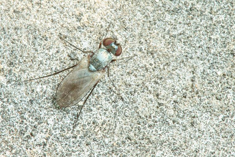 Diptera.info - Discussion Forum: An other ID from Malta