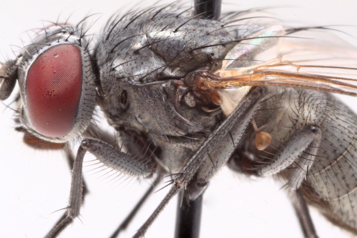 Diptera.info - Discussion Forum: Muscidae - Hydrotaea sp.