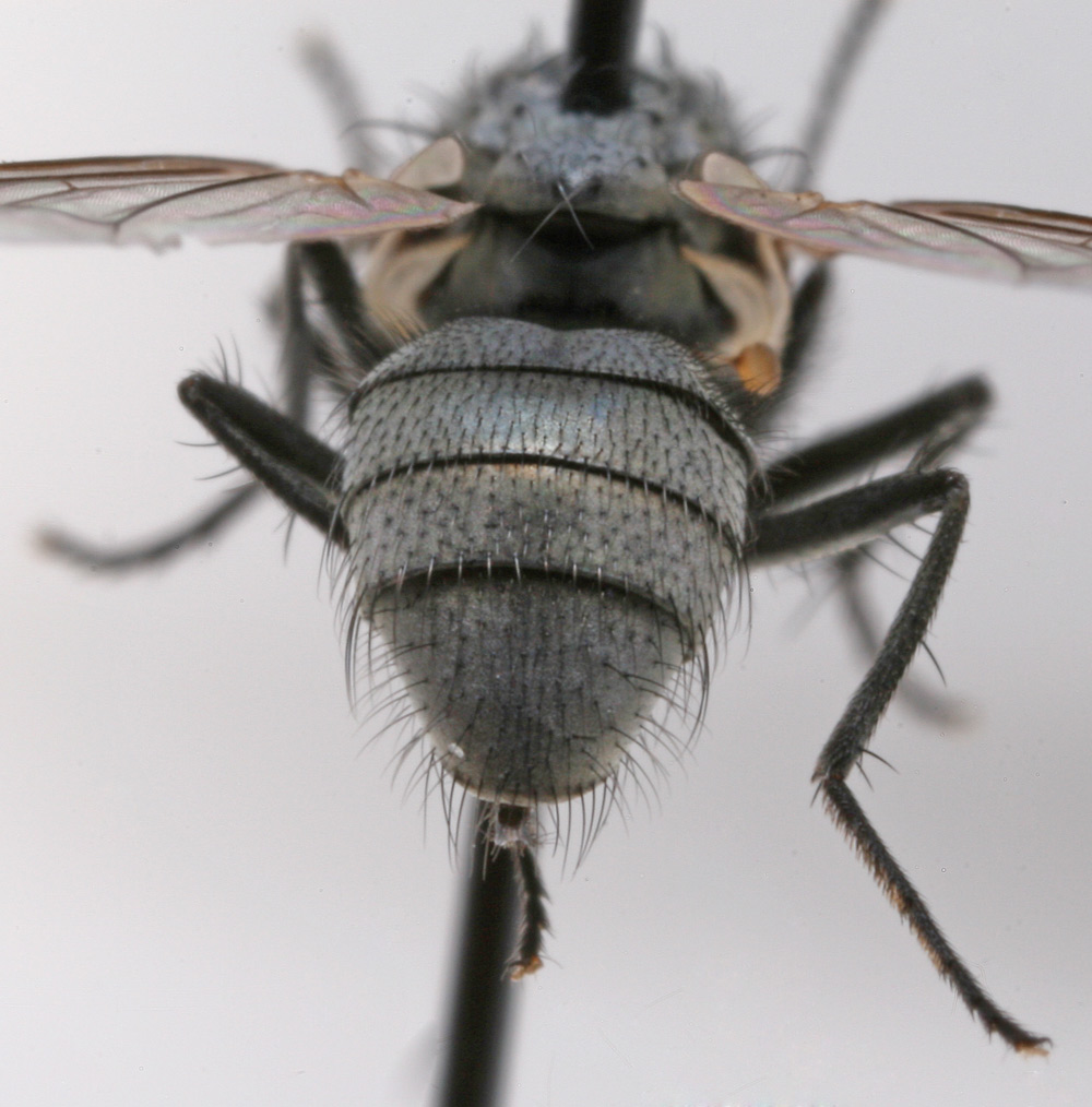 Diptera.info - Discussion Forum: Muscidae - Hydrotaea sp.