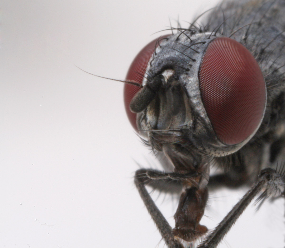 Diptera.info - Discussion Forum: Muscidae - Hydrotaea sp.