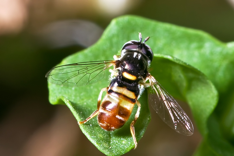 Diptera.info - Discussion Forum: Paragus sp.