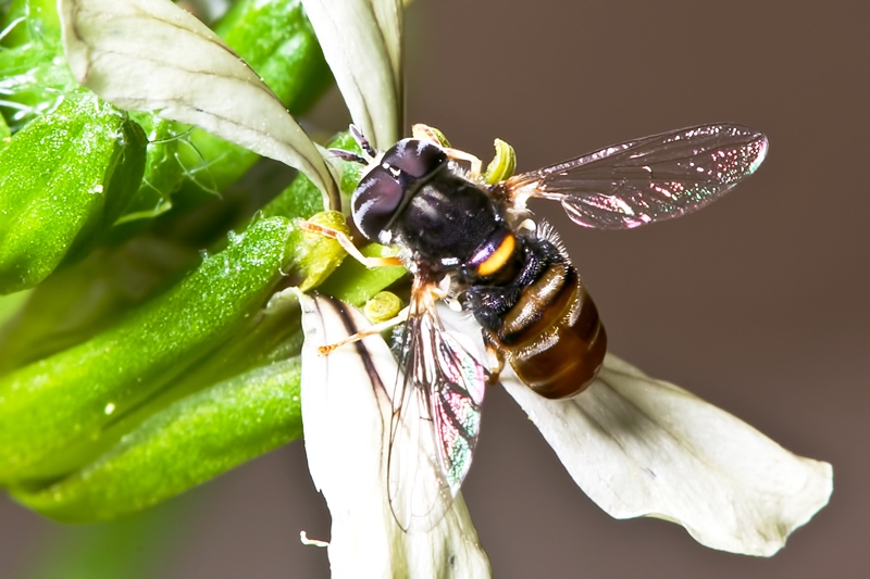 Diptera.info - Discussion Forum: Paragus sp.