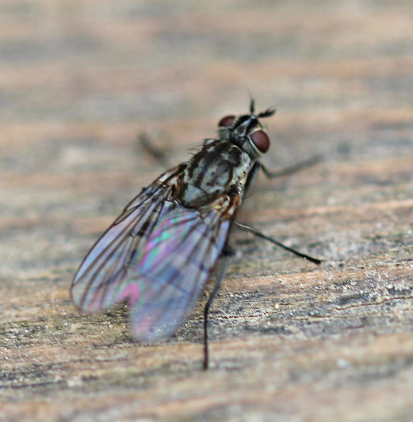 Diptera.info - Discussion Forum: Limnophora? => Limnophora riparia