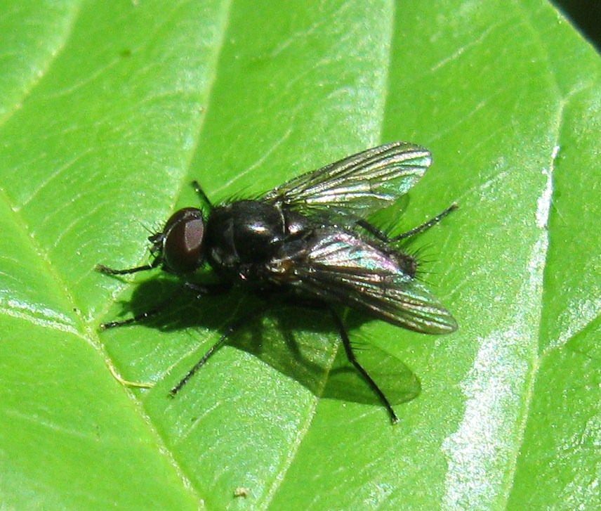 Diptera.info - Discussion Forum: Muscoidea 5 Jun 2016 SW Sweden ...