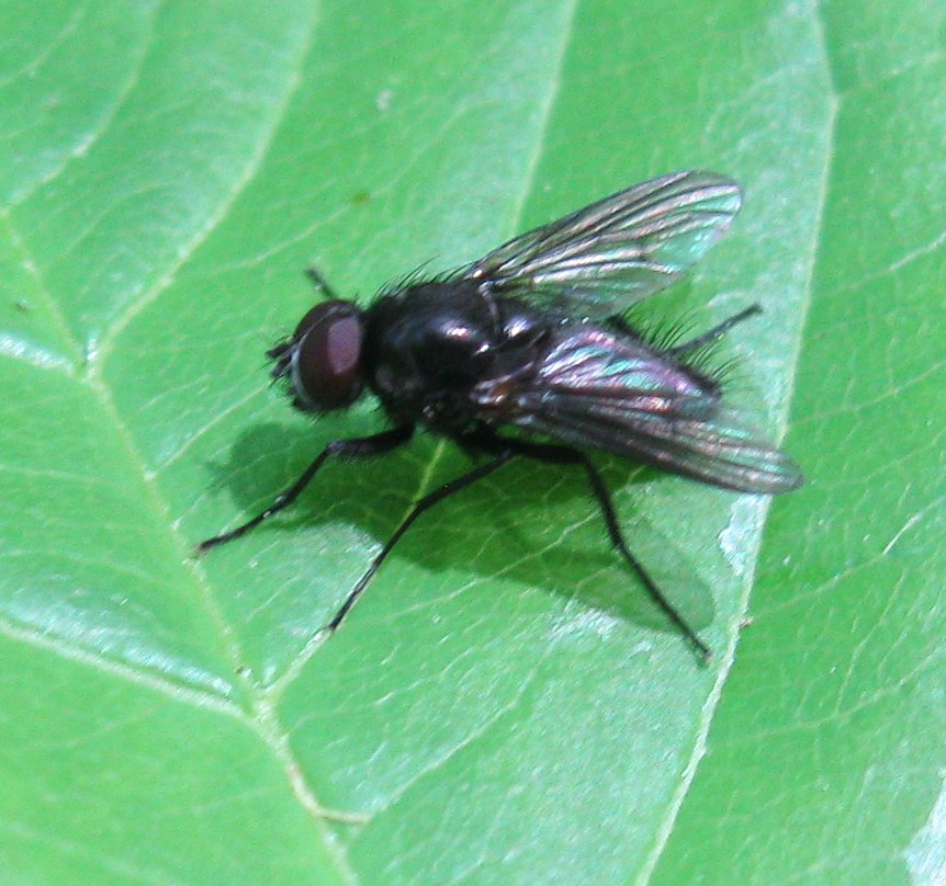 Diptera.info - Discussion Forum: Muscoidea 5 Jun 2016 SW Sweden ...