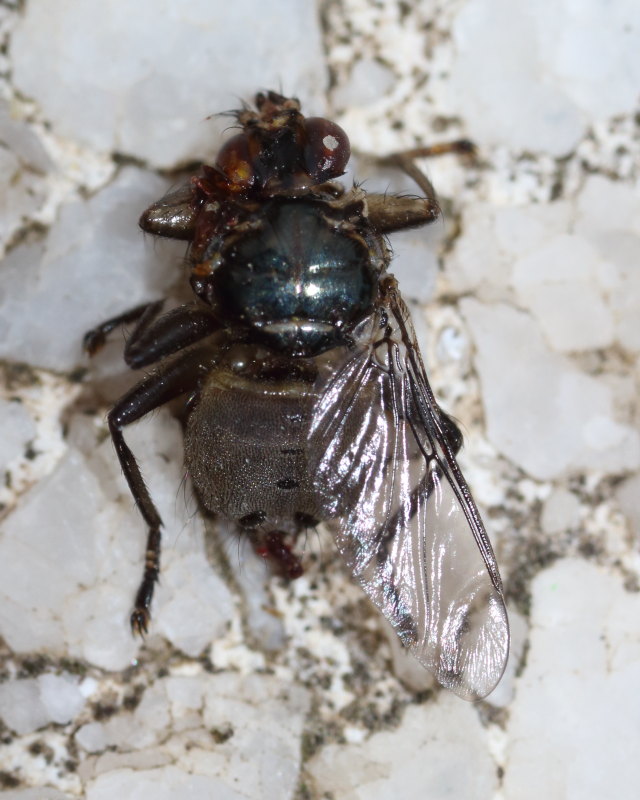 Diptera.info - Discussion Forum: Hippobosca...